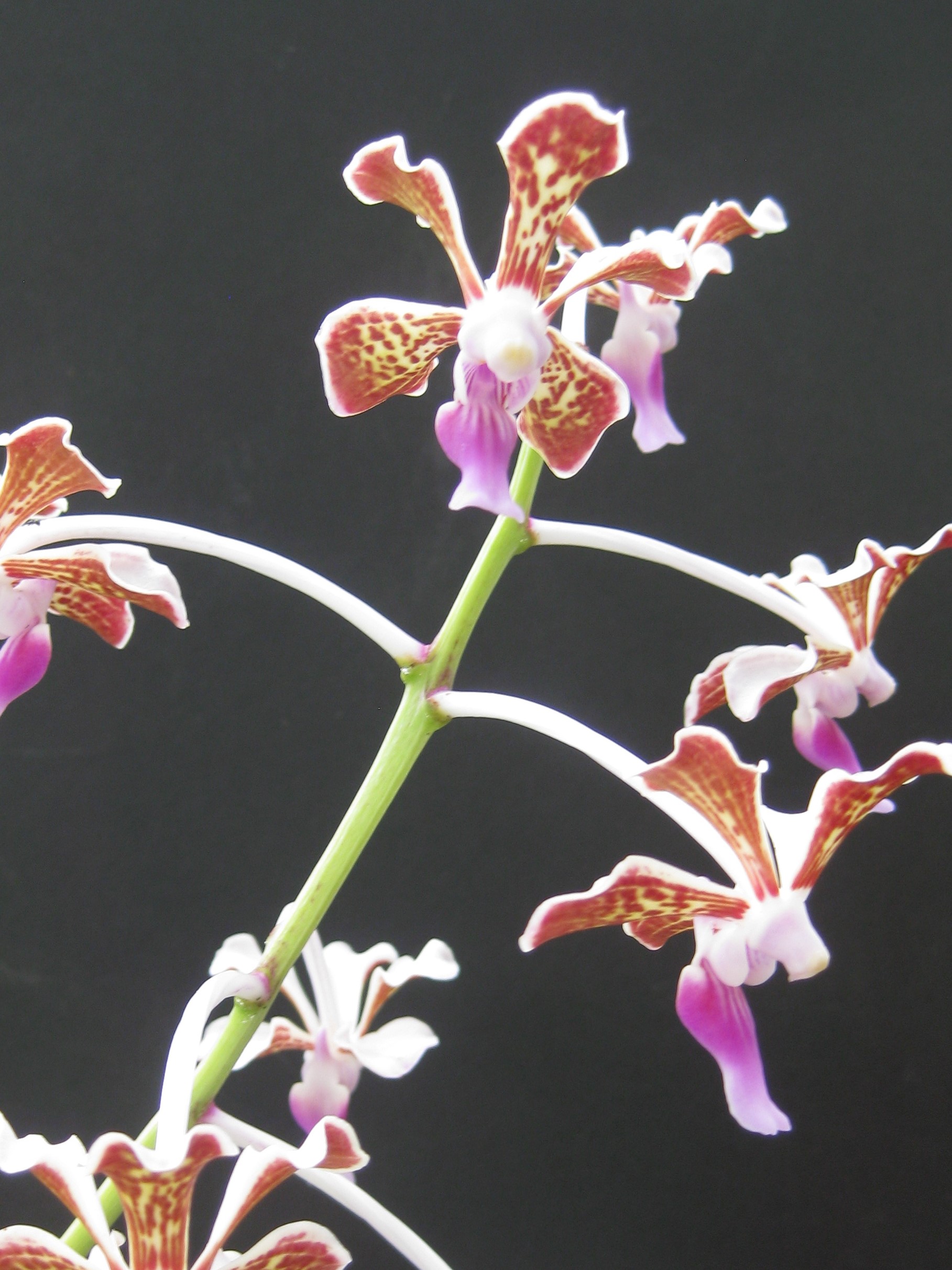 Vanda bensonii - Dark Star Orchids