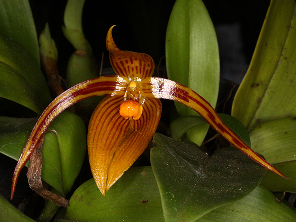 Bulbophyllum inunctum - Dark Star Orchids