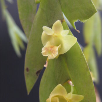 Dendrobium Archives - Dark Star Orchids