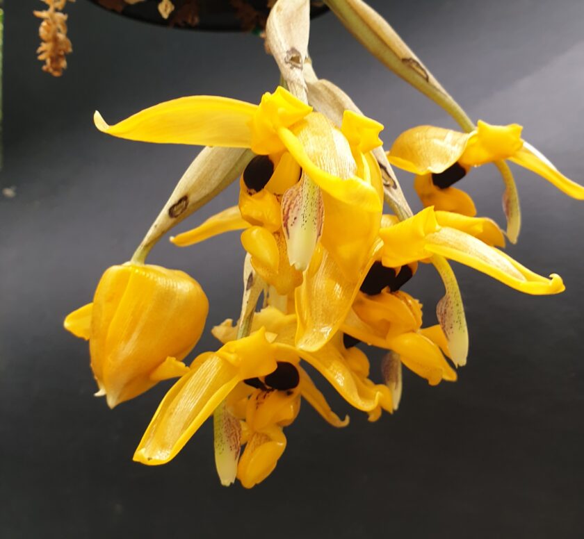 Stanhopea anfracta - Dark Star Orchids