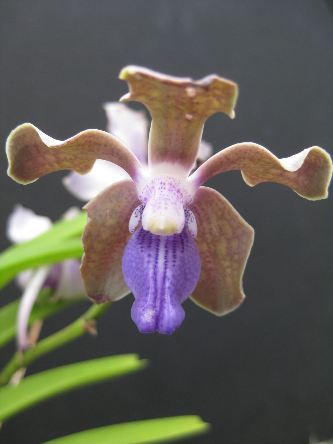 Vanda tesselata - Dark Star Orchids