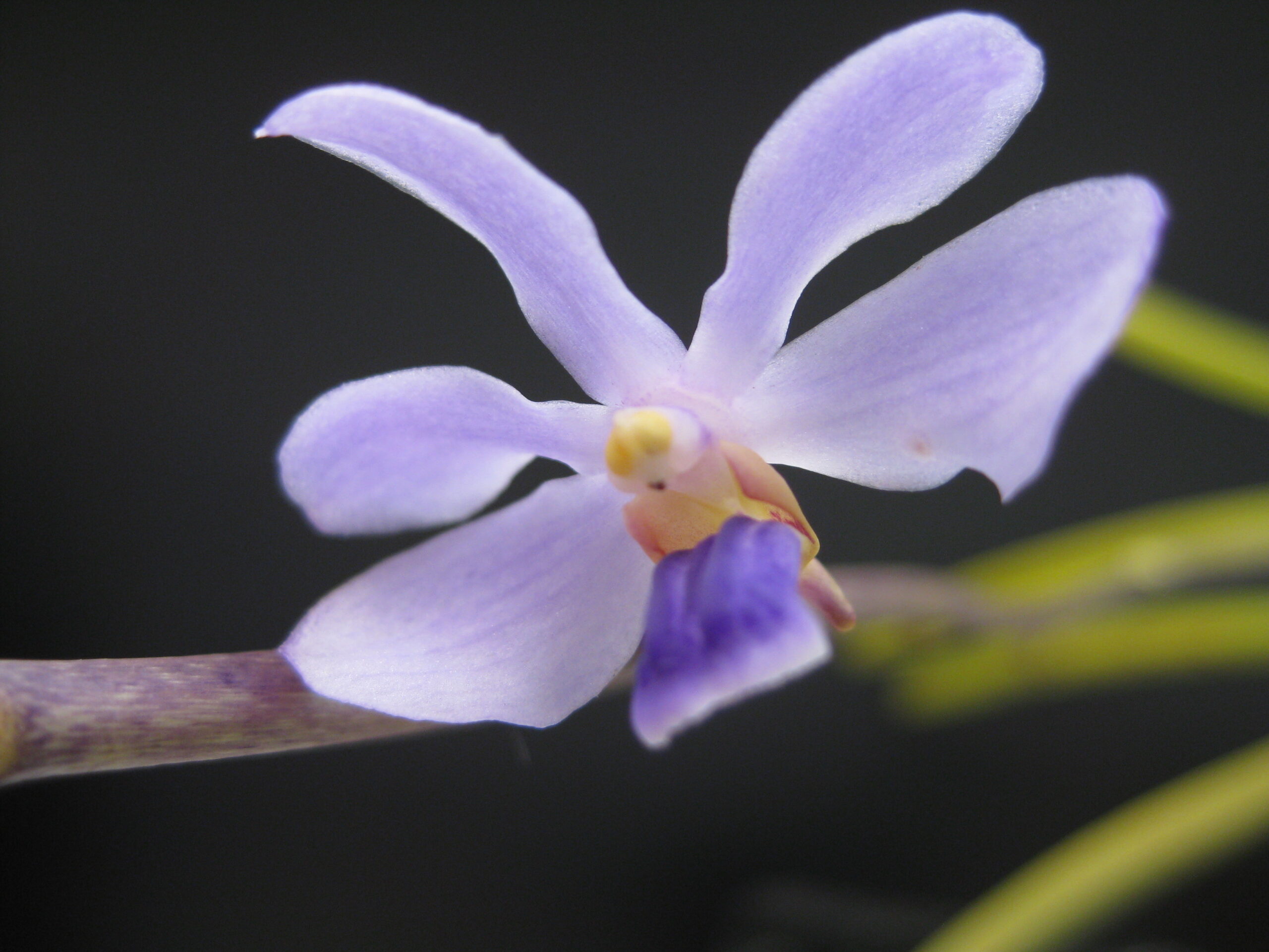 Vanda coerulescens - Dark Star Orchids