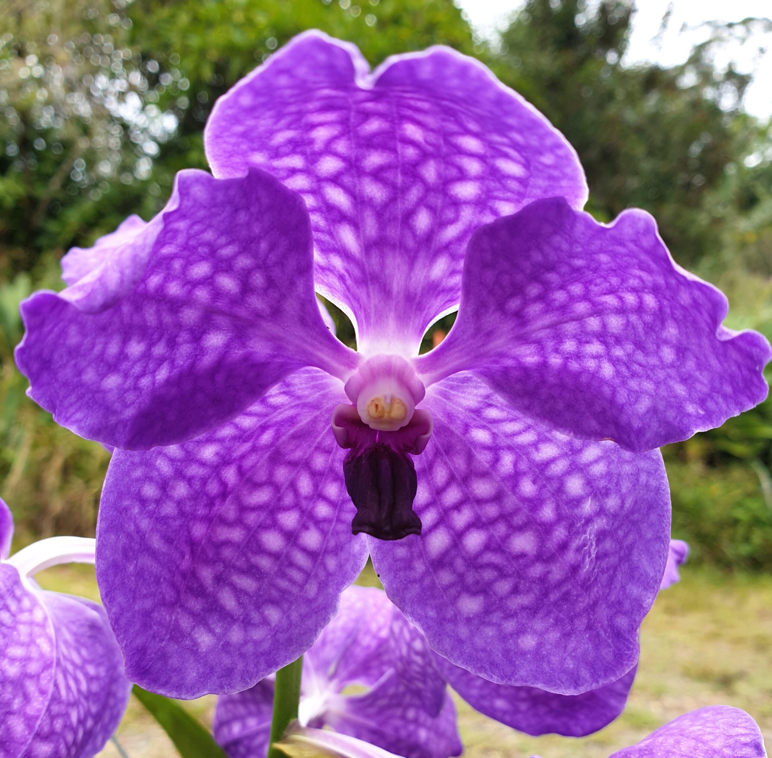 Vanda Gordon Dillon 'Blue' - Dark Star Orchids