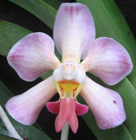 Vanda foetida - Dark Star Orchids